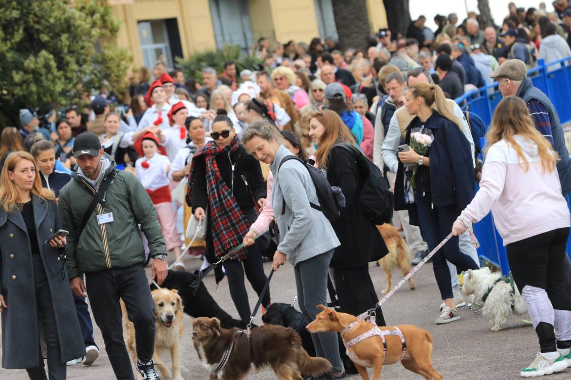 Nos plus belles photos de la Marche des animaux sur la promenade des ...