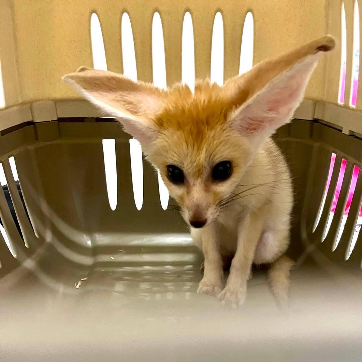 fennec bebe