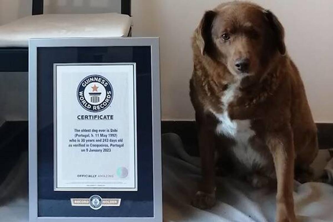 À plus de 30 ans, Bobi devient le plus vieux chien du monde
