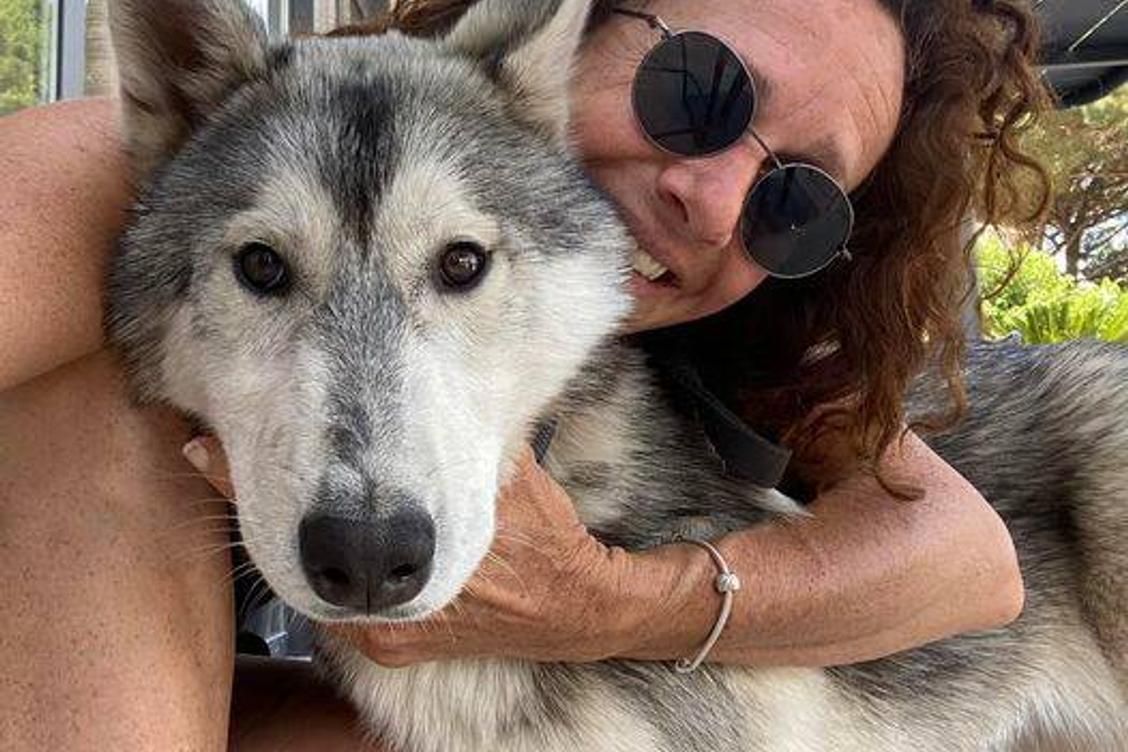 Disparition de Shon, le husky: sa maîtresse offre une récompense à la ...