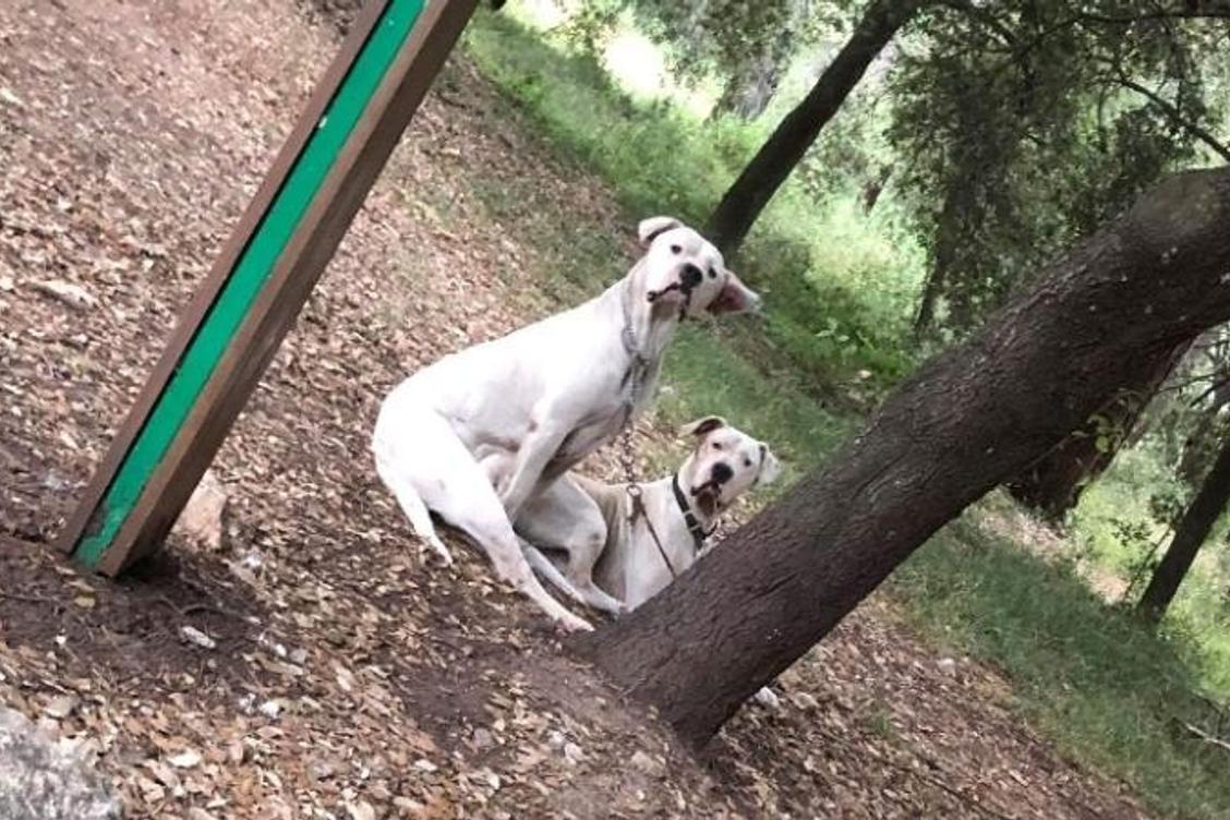 VIDEO. Ces deux dogues argentins ont-ils été abandonnés, attachés à un ...