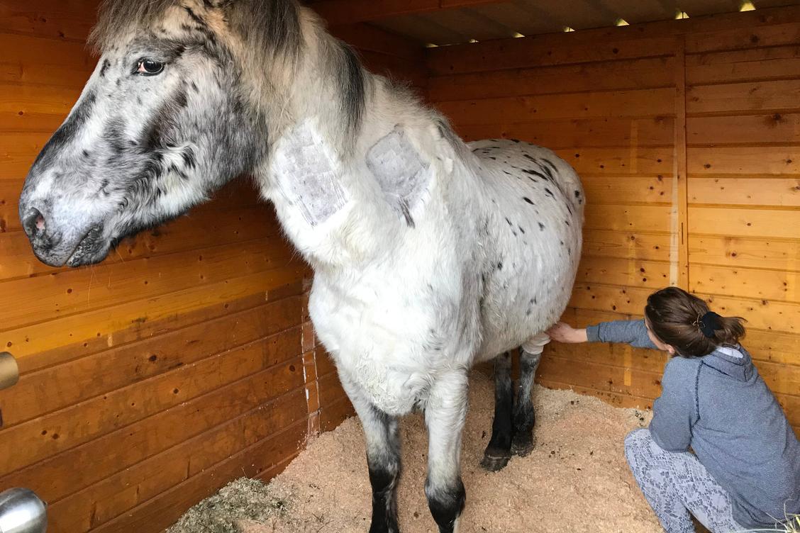 Grâce à de généreux donateurs, le poney Pistache, blessé et sauvé d'un ...