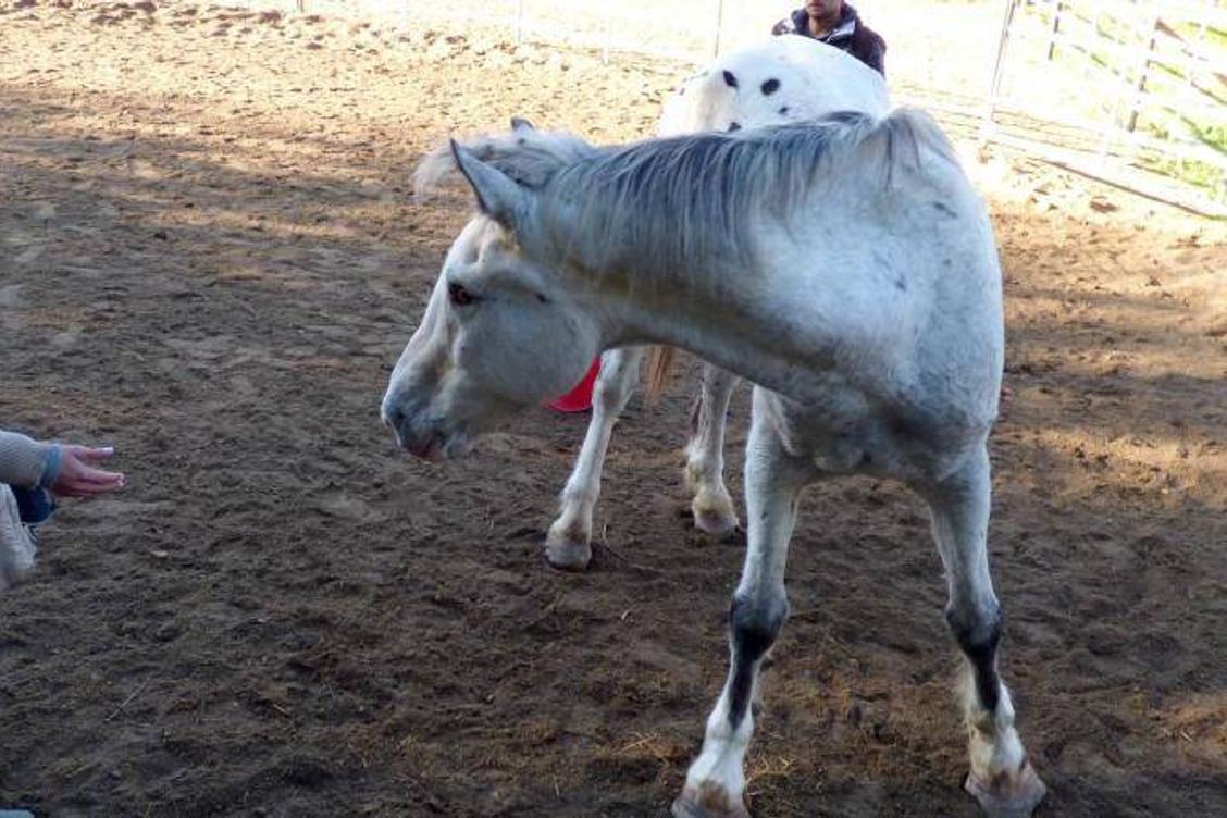 Ils capturent un cheval au lasso pour le sauver de l'abattage