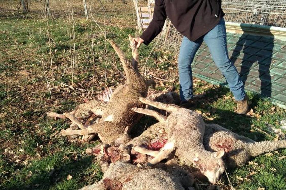 Un loup attaque un troupeau dans un secteur du Var jusque-là préservé ...