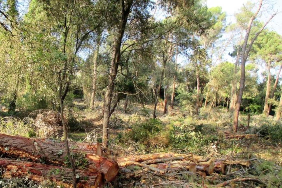 "Il faut stopper les machines": une association demande au maire d ...
