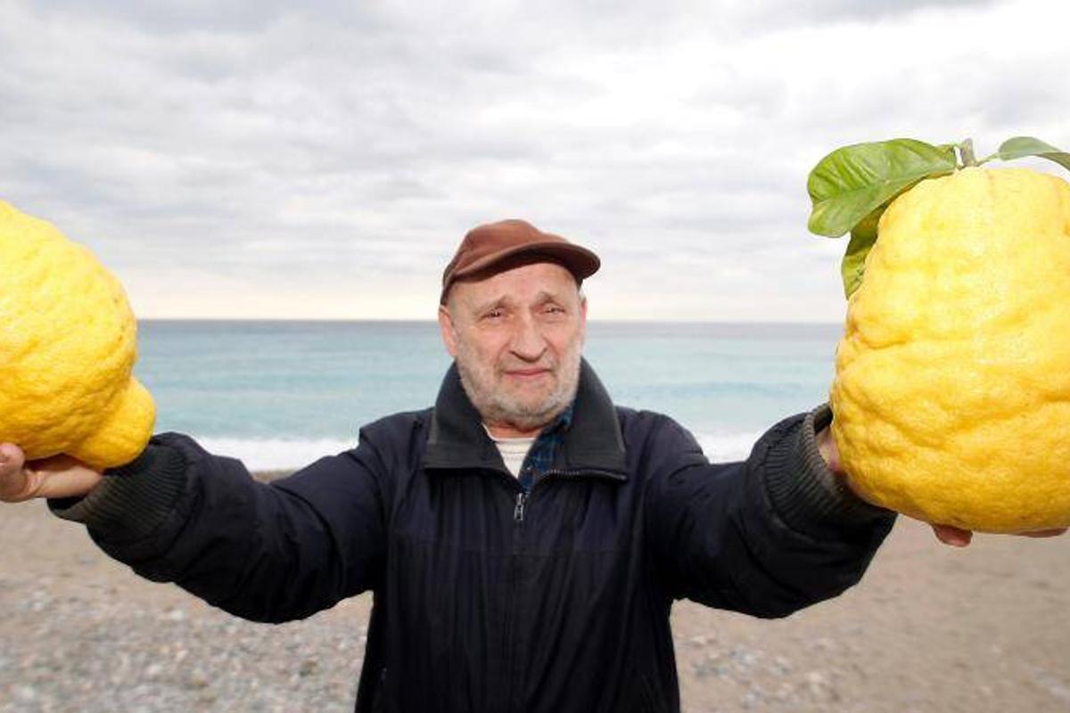 Les agrumes de Guy, alias "le cédrat masqué"