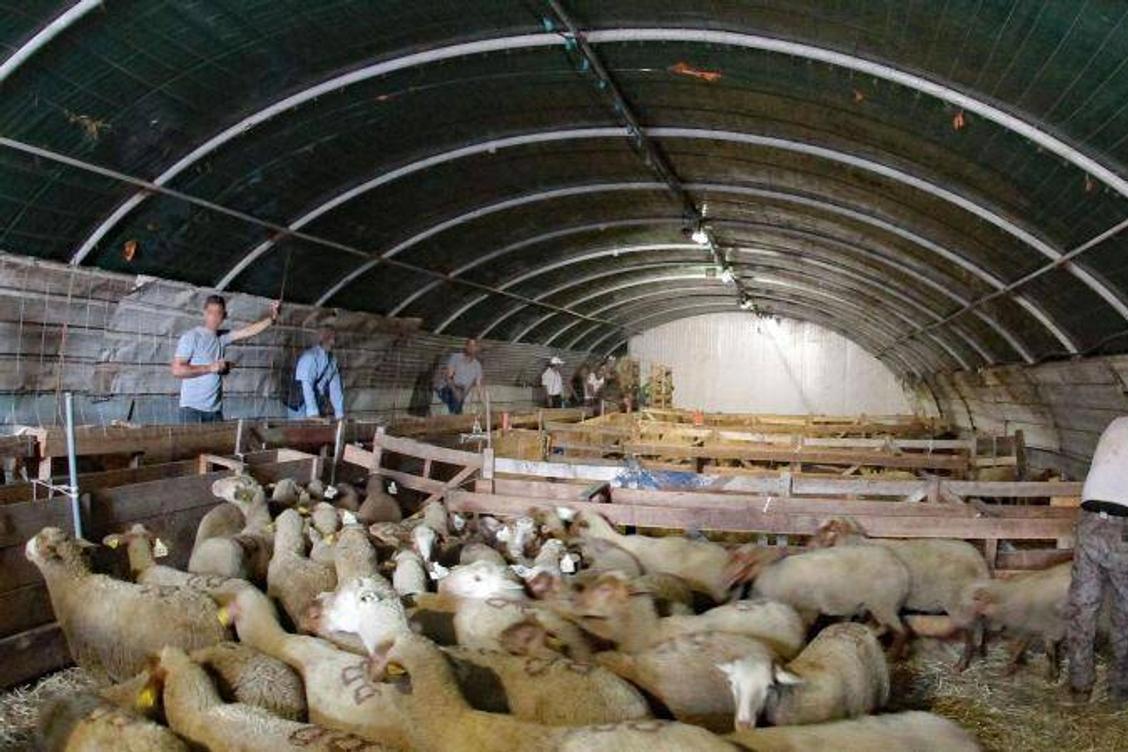 Aïd-el-Kébir: affluence normale dans les abattoirs du pays grassois