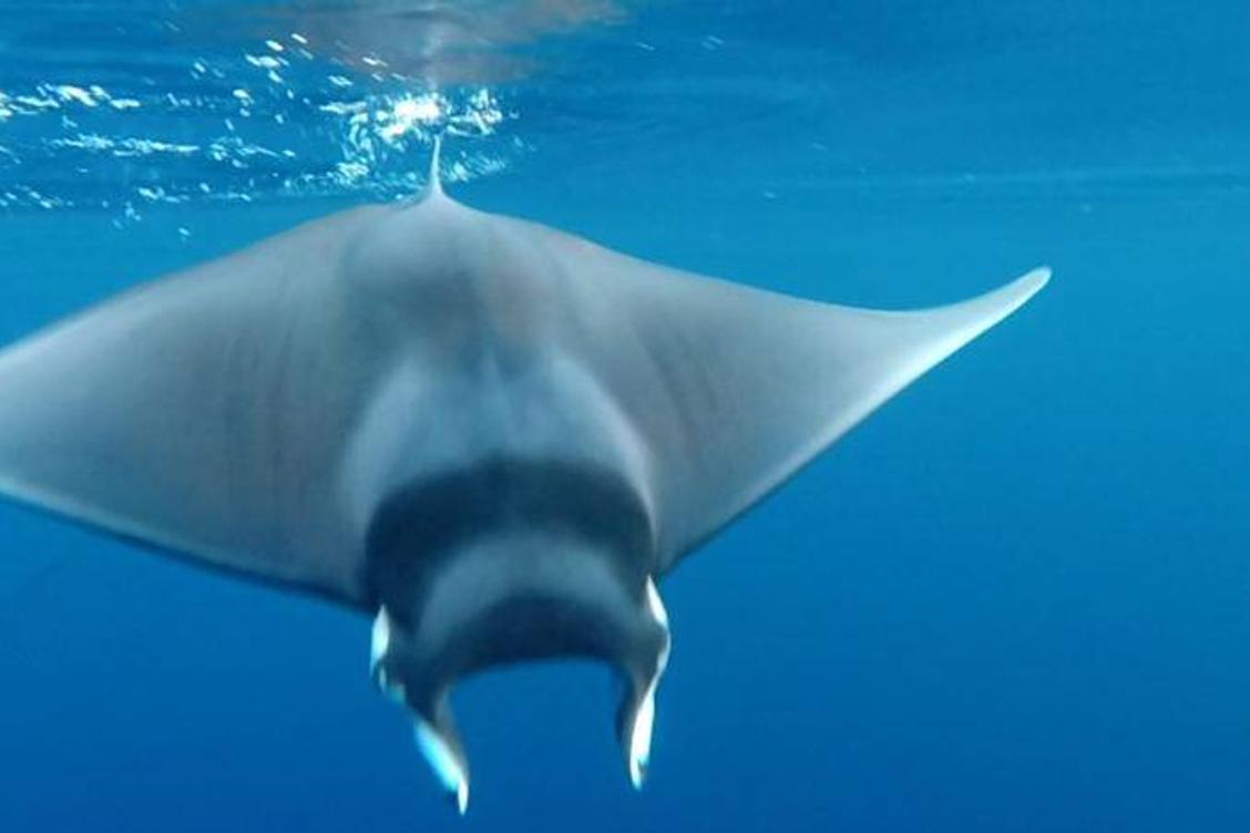VIDÉO. Le diable de mer "danse" devant un plongeur au large de Saint ...