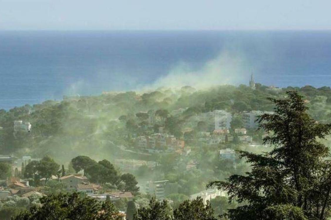 Le pollen bat des records dans l’air(e) toulonnais(e)