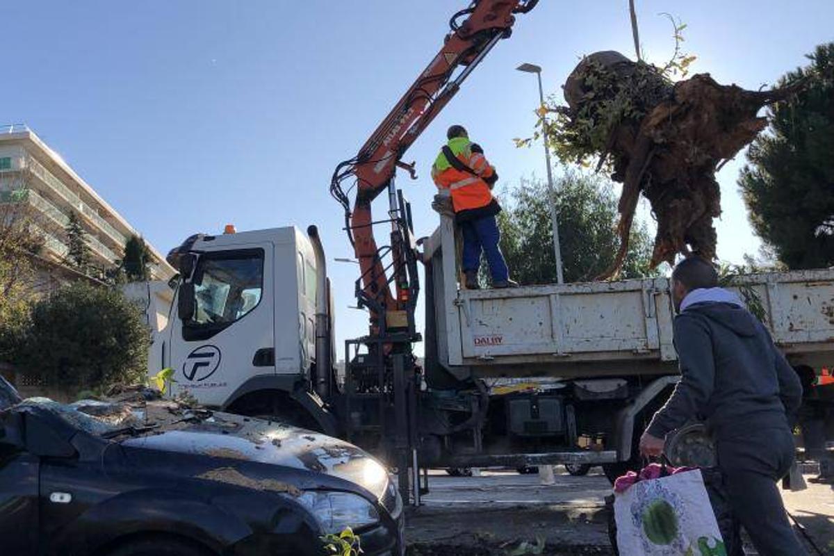VIDEO. Déraciné par les vents violents, un arbre de 22 mètres s'écrase ...