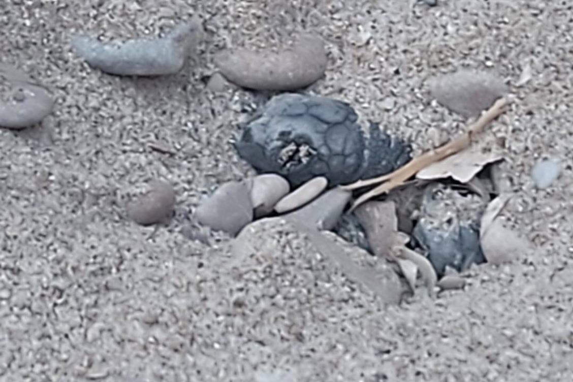 Découvrez les images de la naissance de 58 bébés tortues sur la plage ...